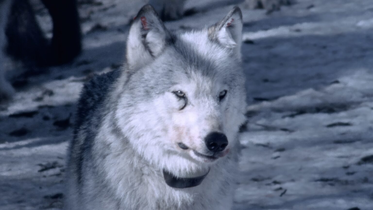 Lost Wolves of Yellowstone : FESTIVAL 2026: JULY 25 - AUGUST 1